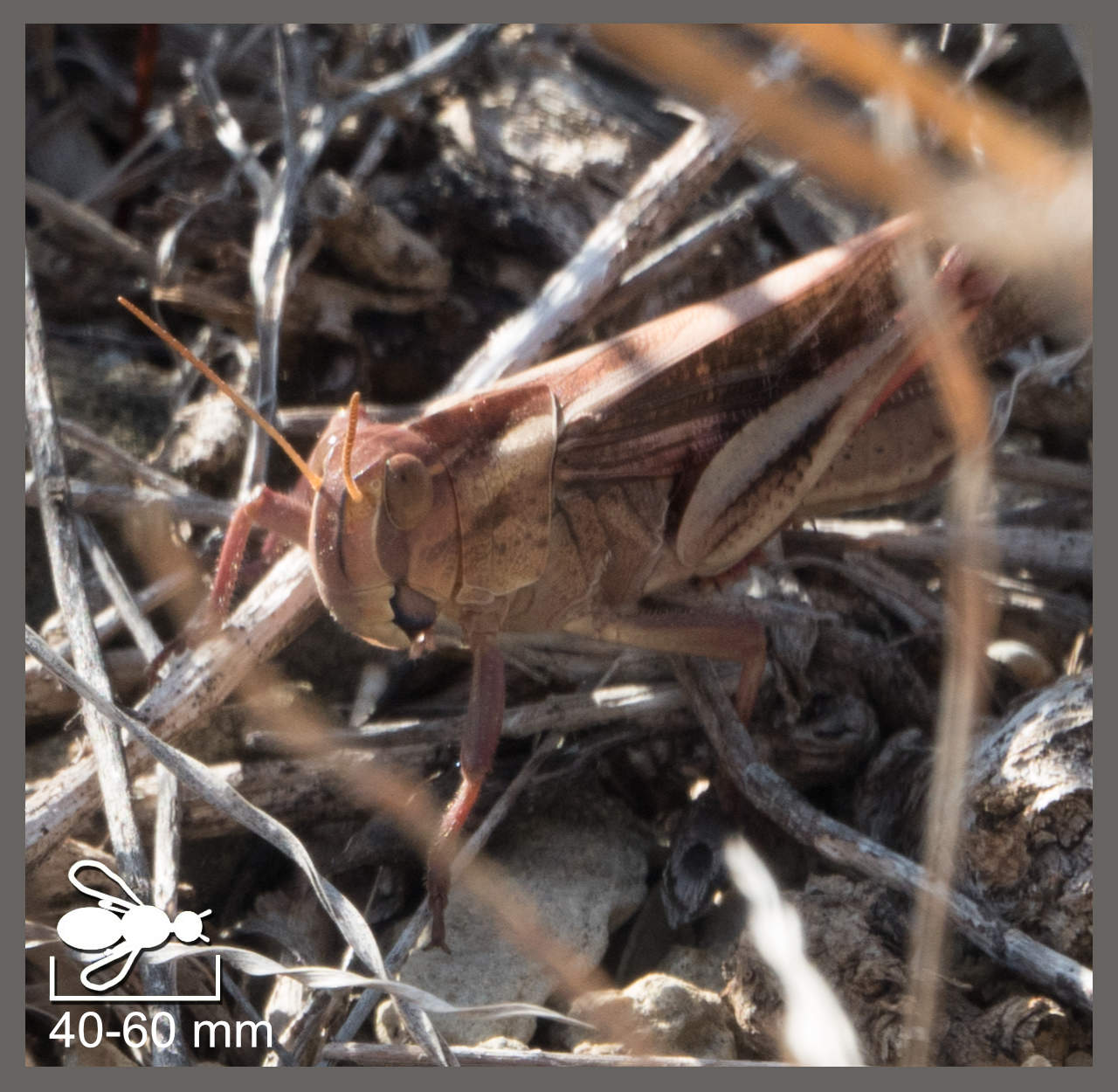 Criquet cendré - Locusta cinerascens | Identifier un insecte