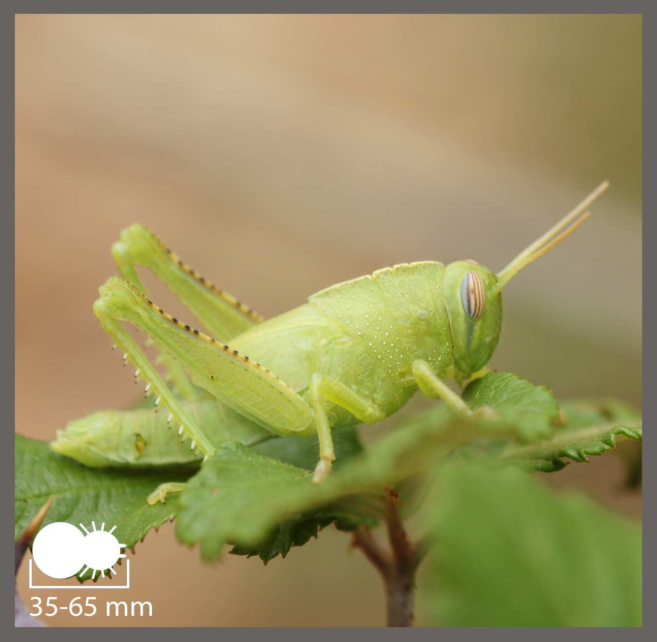 Criquet égyptien - Anacridium aegyptium | Identifier un insecte