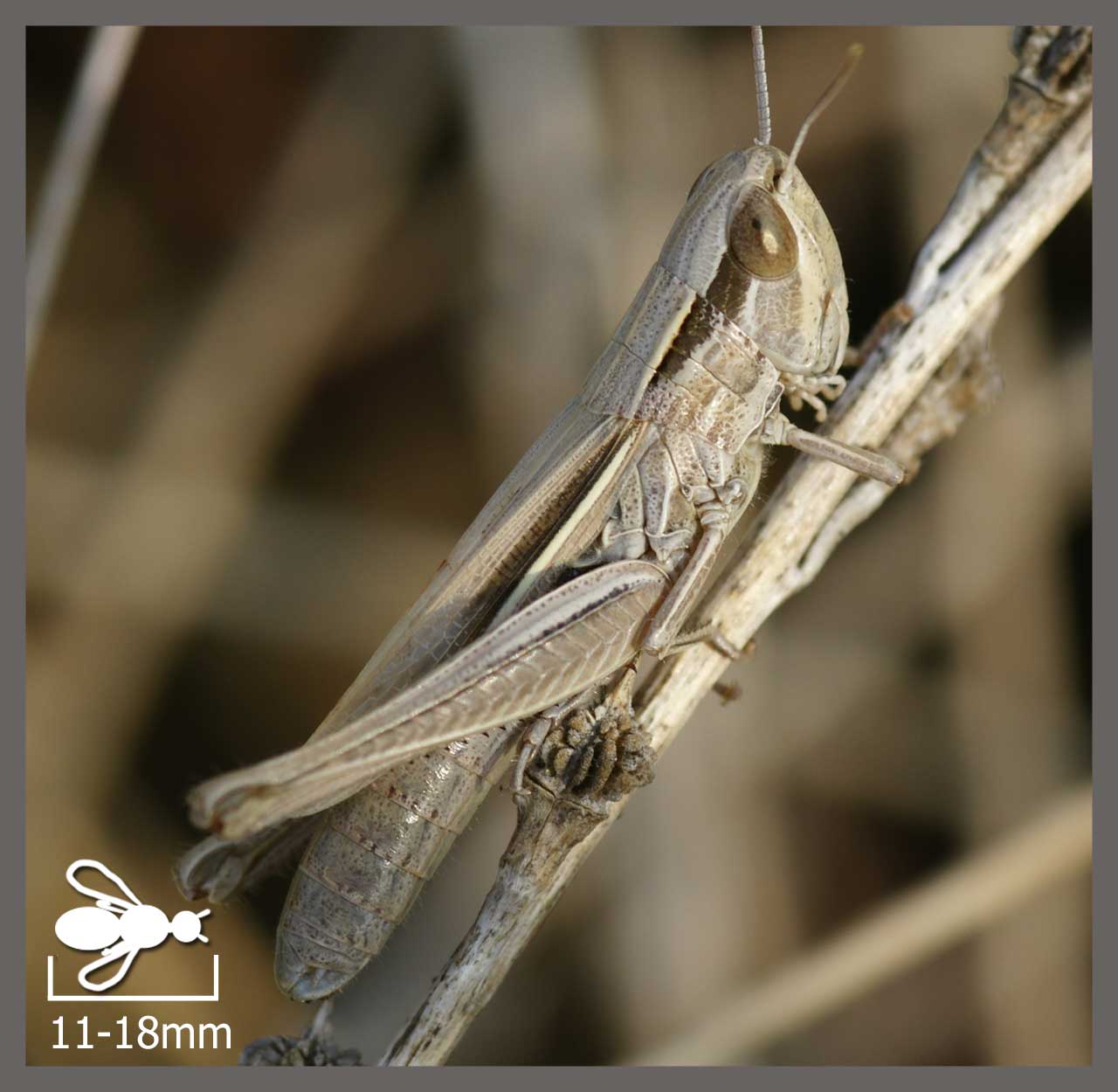 Criquet glauque - Euchorthippus elegantulus | Identifier un insecte