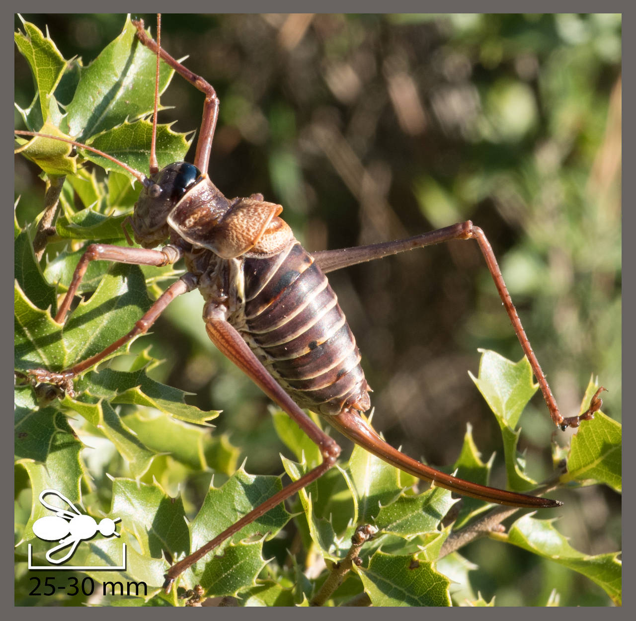 Ephippigère des vignes - Ephippiger diurnus | Identifier un insecte