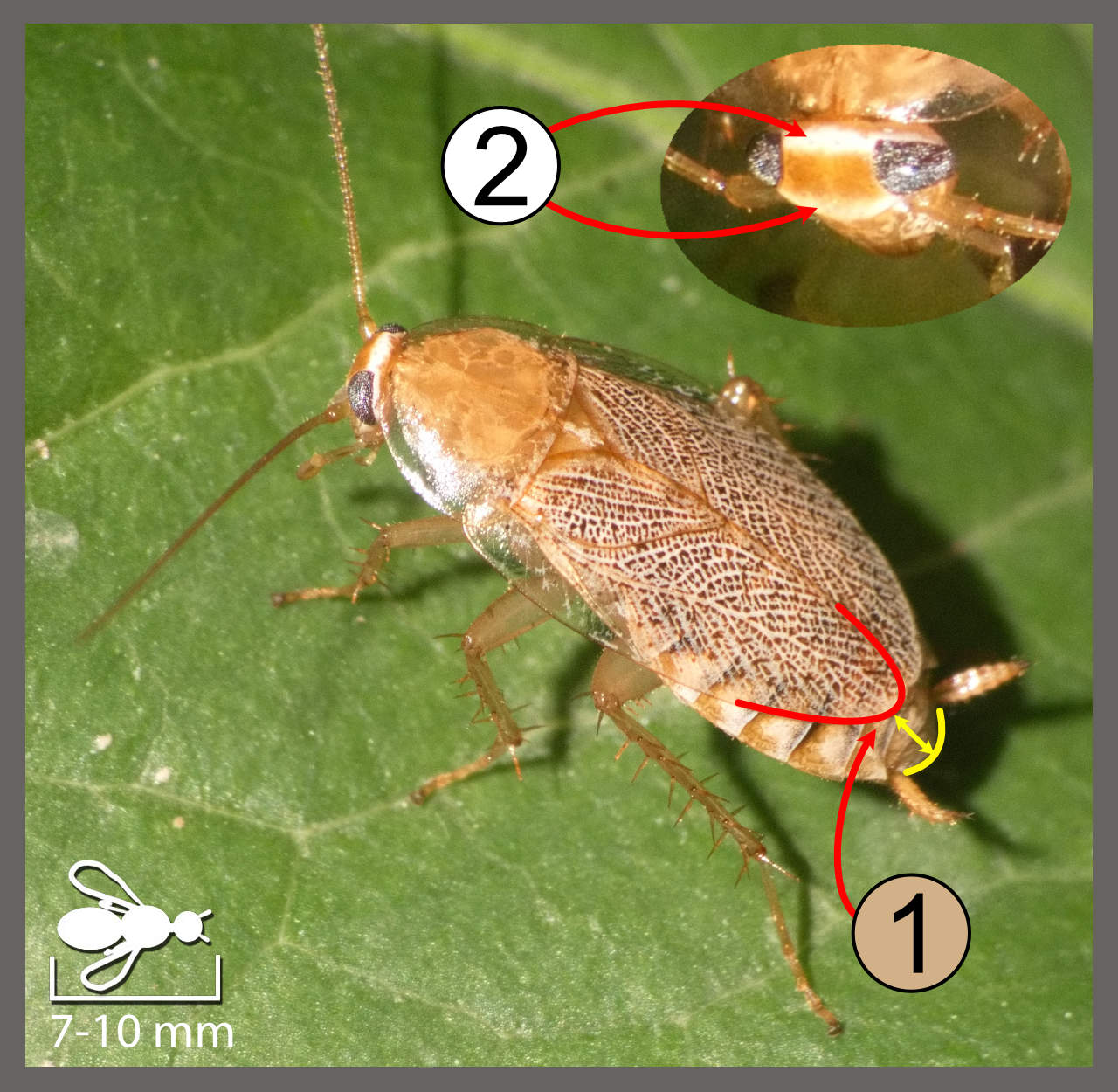 Blatte de Vinz - Planuncus vinzi | Identifier un insecte