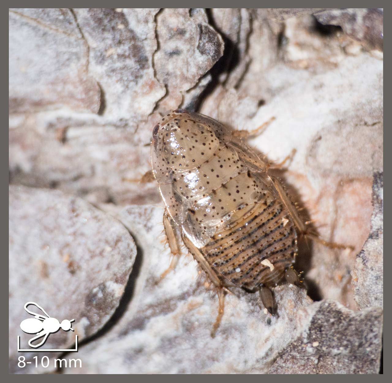 Blatte livide - Ectobius pallidus | Identifier un insecte