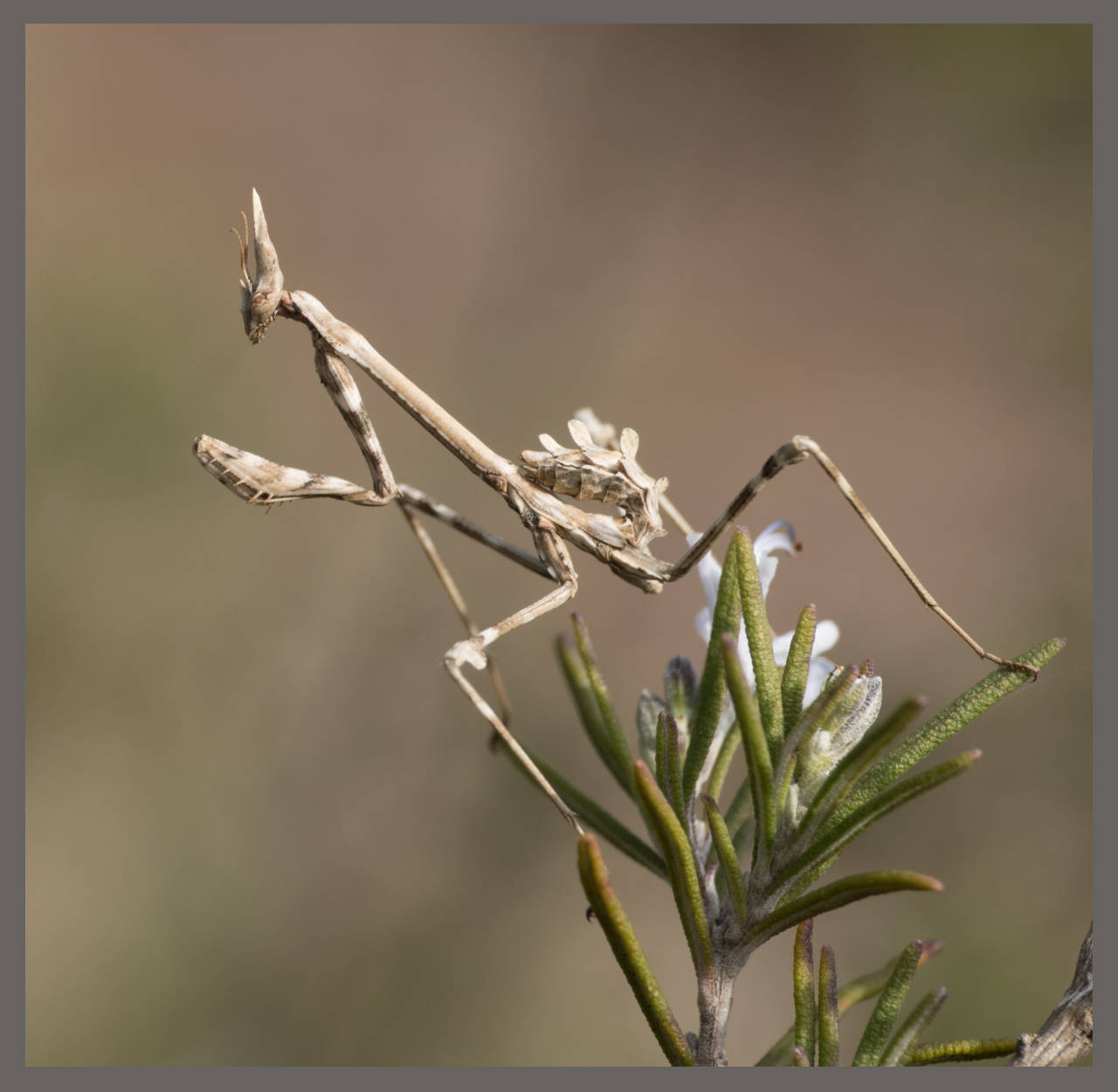 Empuse pennée - Empusa pennata | Identifier un insecte