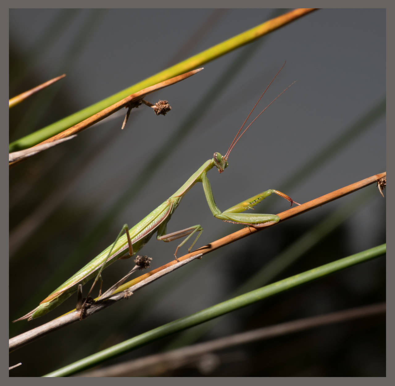 Mante religieuse - Mantis religiosa | Identifier un insecte