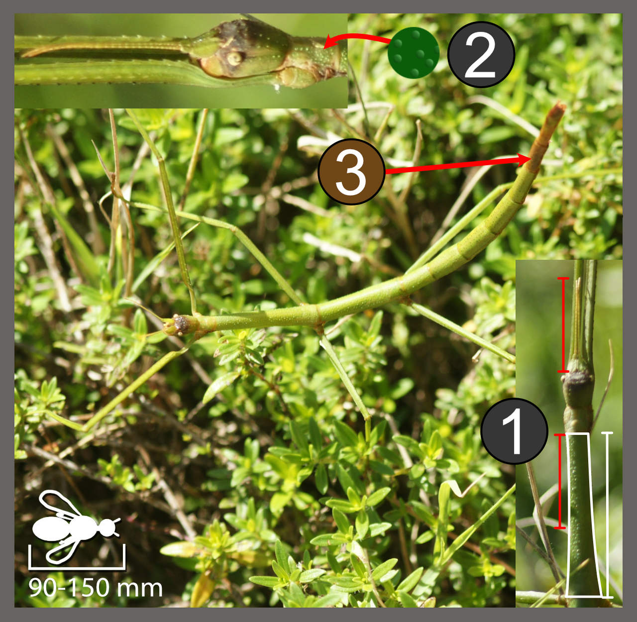 Phasme du Vietnam - Ramulus artemis | Identifier un insecte