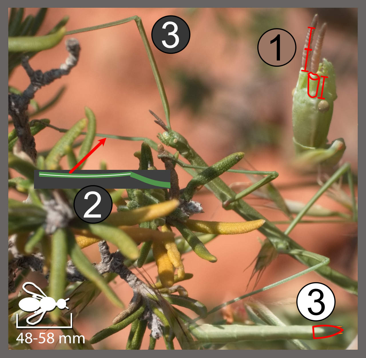 Phasme de Masetti - Pijnackeria masettii | Identifier un insecte