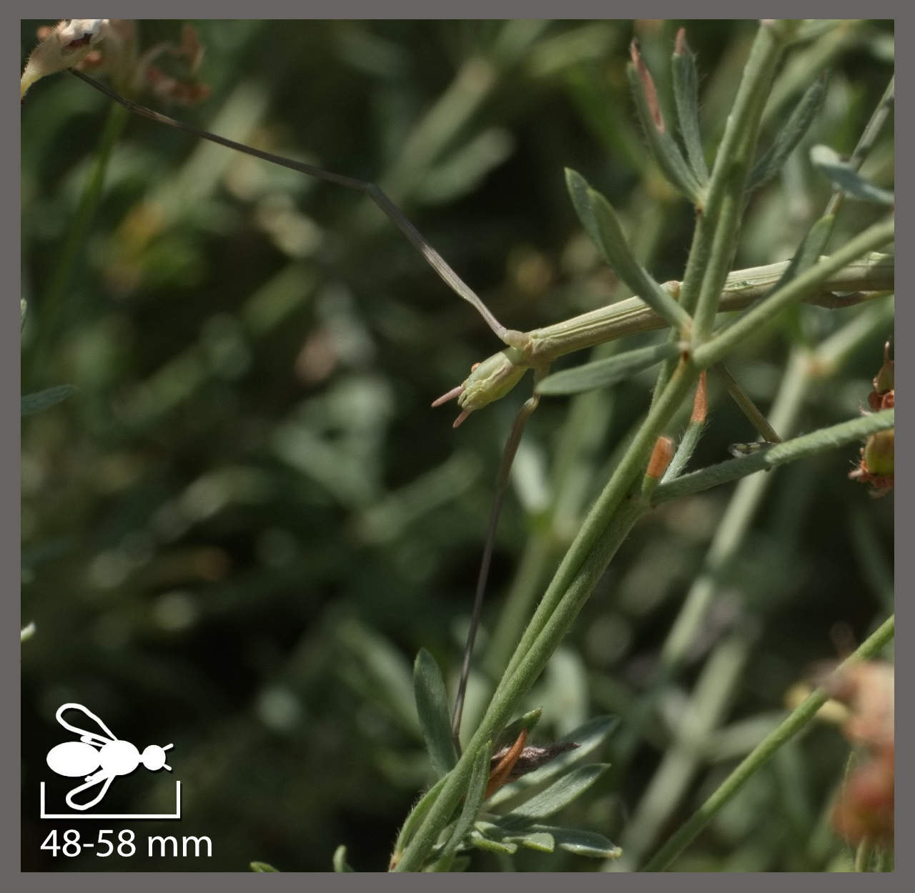 Phasme de Masetti - Pijnackeria masettii | Identifier un insecte