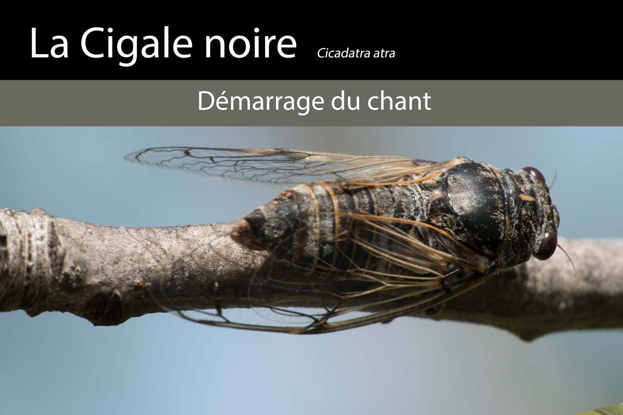 Anatomie Des Cigales