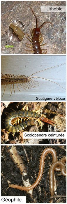 Découverte des Mille-pattes | Connaissances - Faune