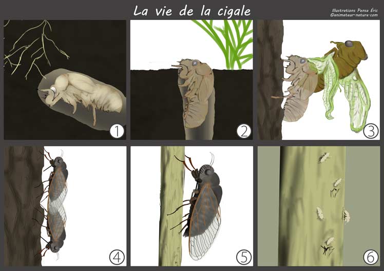Le cycle de vie de la cigale