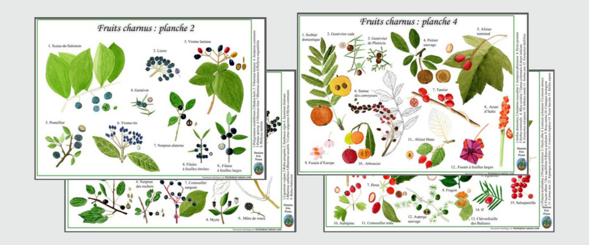 Animateur-nature.com : Connaissances et outils pour l'EEDD